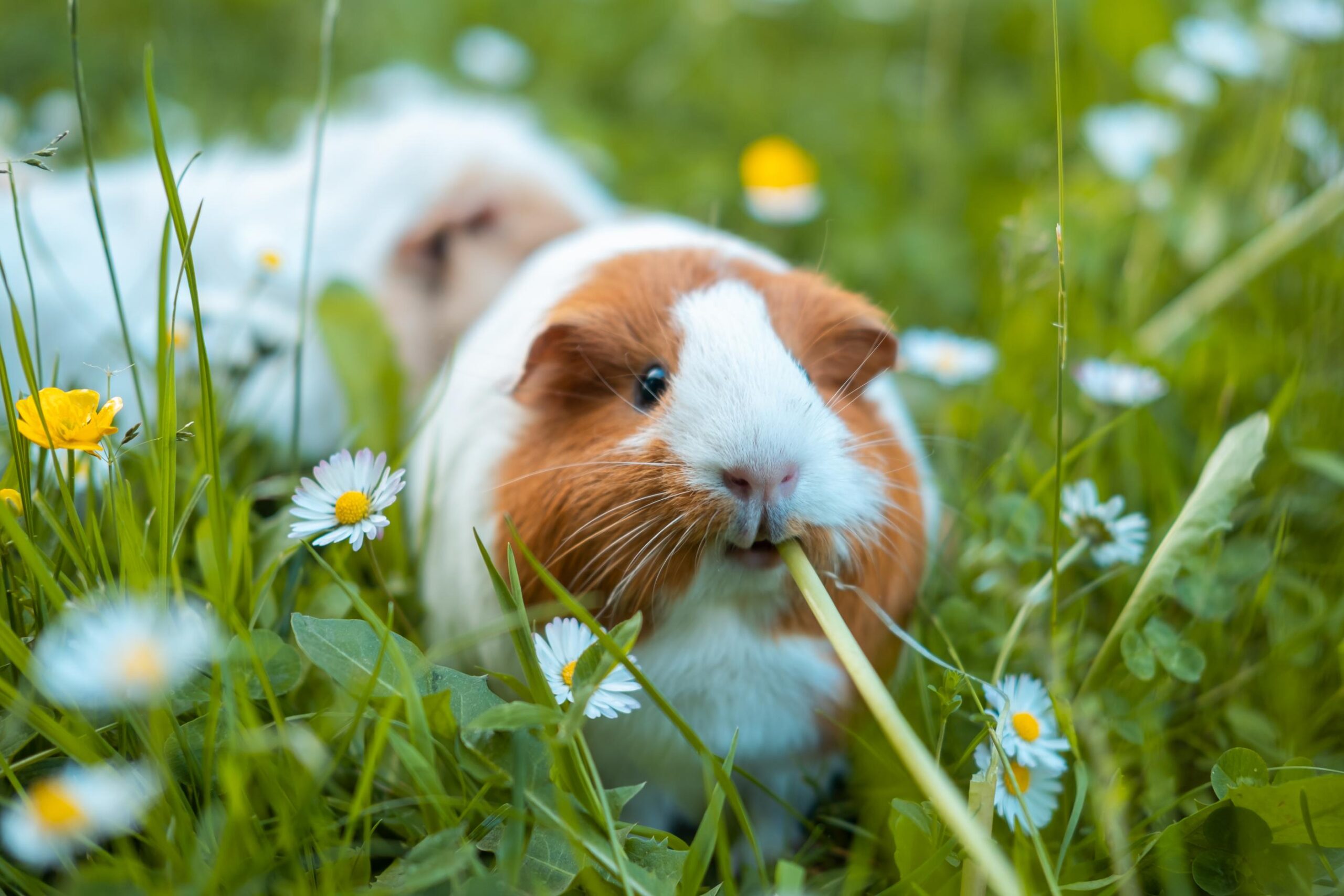 Outdoor Time for Small Pets | All Critters Veterinary Hospital